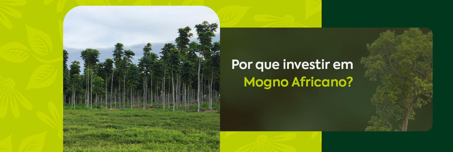 Mogno Africano: o investimento que vai garantir sua aposentadoria!