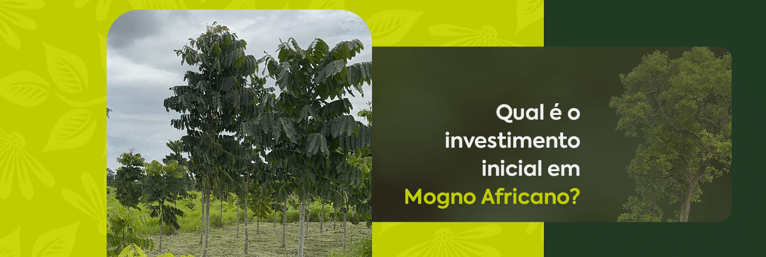 Como Investir em Mogno Africano e Obter Retornos Financeiros ...